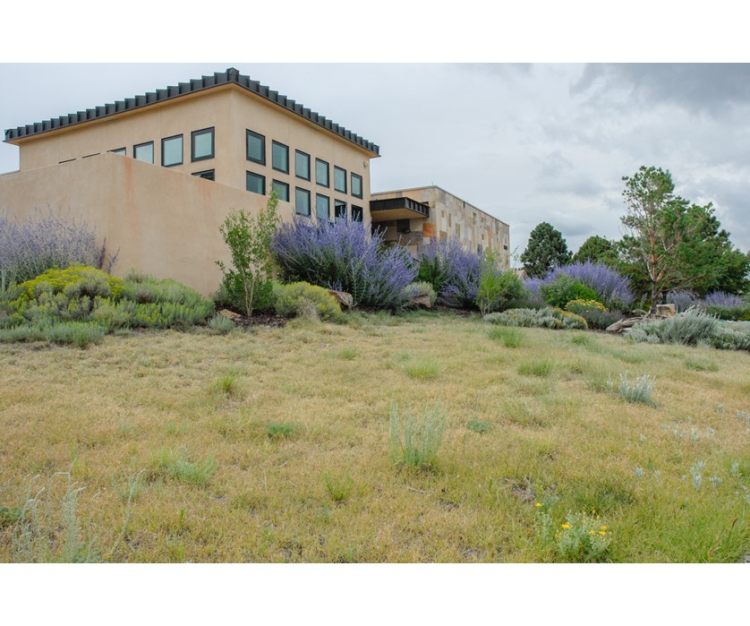 Front Yard Xeriscape Ideas - The Cards We Drew